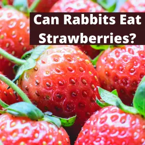 Can Rabbits Eat Strawberries? (Health Benefits) - Animal Ways