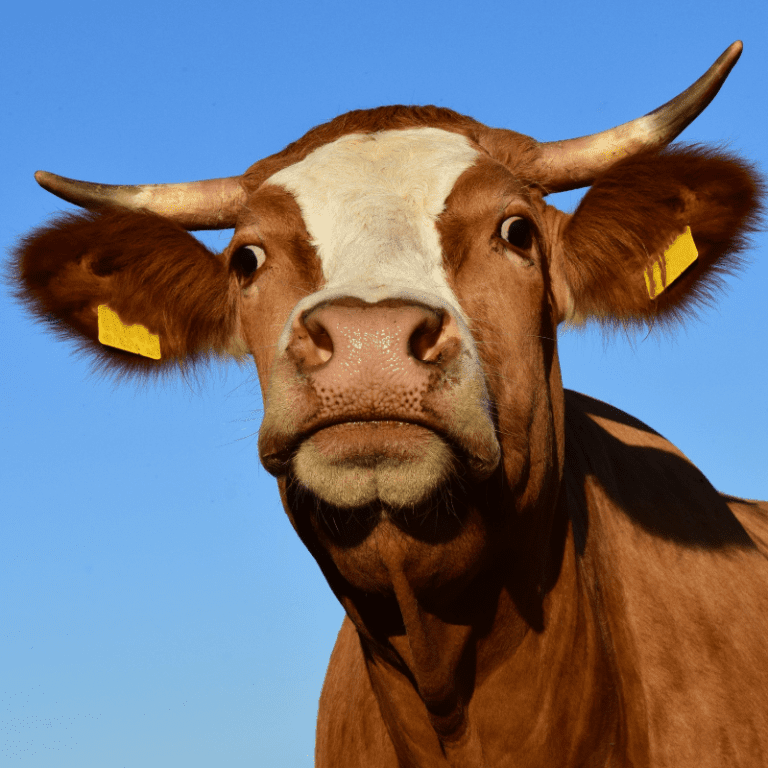 How Do Cows Produce Methane? - Animal Ways