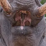 Do Elephants Have A Good Memory? Just How Good Is It! - Animal Ways