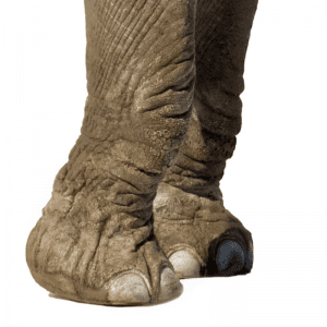 How To Tell The Differences Between Asian And African Elephants ...