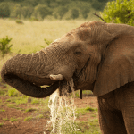 How Does An Elephant Drink Water? Other Trunk Uses And Water Drinking ...