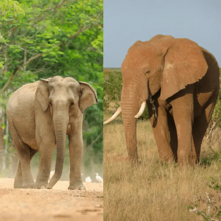 Do Elephants Have A Good Memory? Just How Good Is It! - Animal Ways