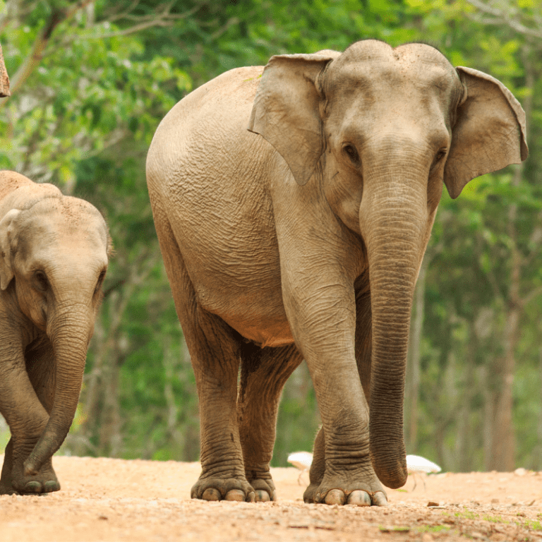 How To Tell The Differences Between Asian And African Elephants ...