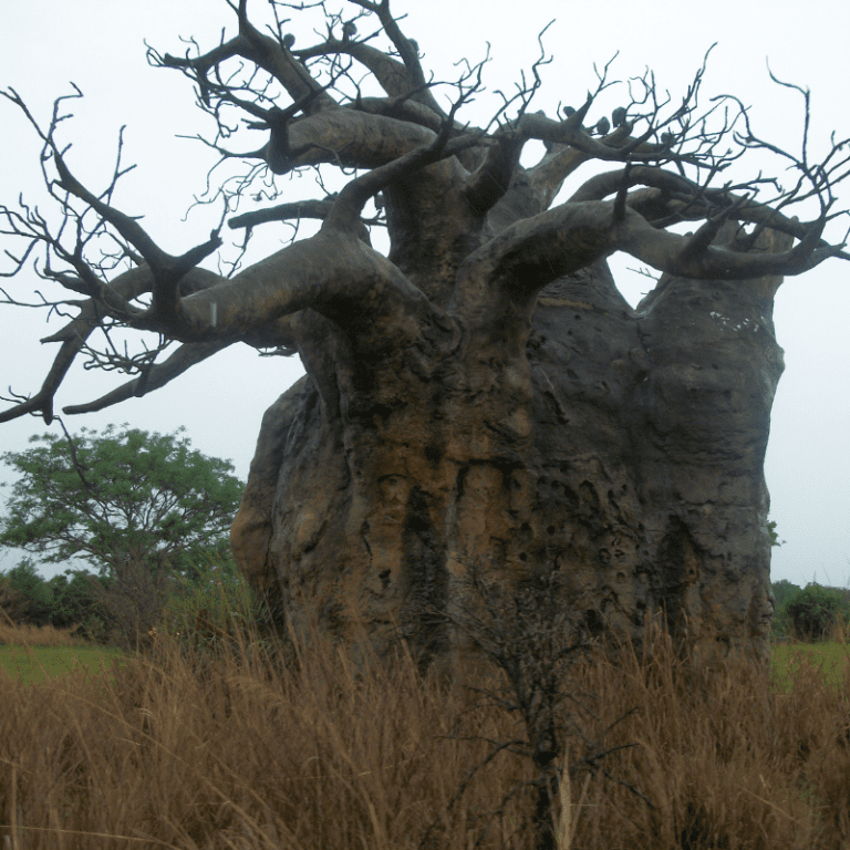 How Does An Elephant Drink Water? Other Trunk Uses And Water Drinking ...