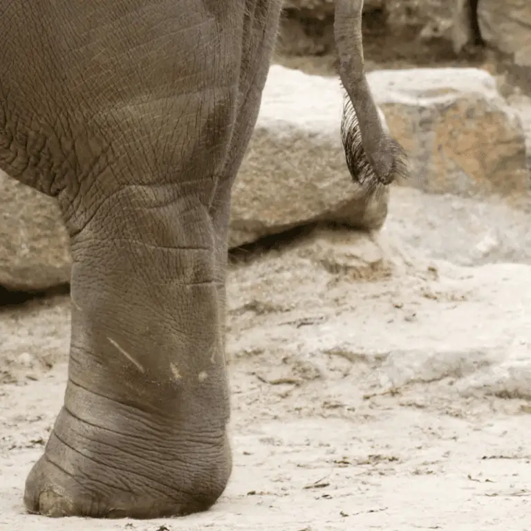 Do All Elephants Have Hair? Whereabouts And Importance Of Hair - Animal ...