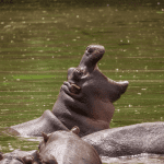 Why Do Hippos Spray Poop? Impressive Social Behaviour! - Animal Ways