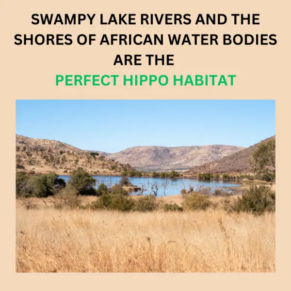 Hippopotamus Vs Polar Bear (Strength, Weight, Size Comparisons ...