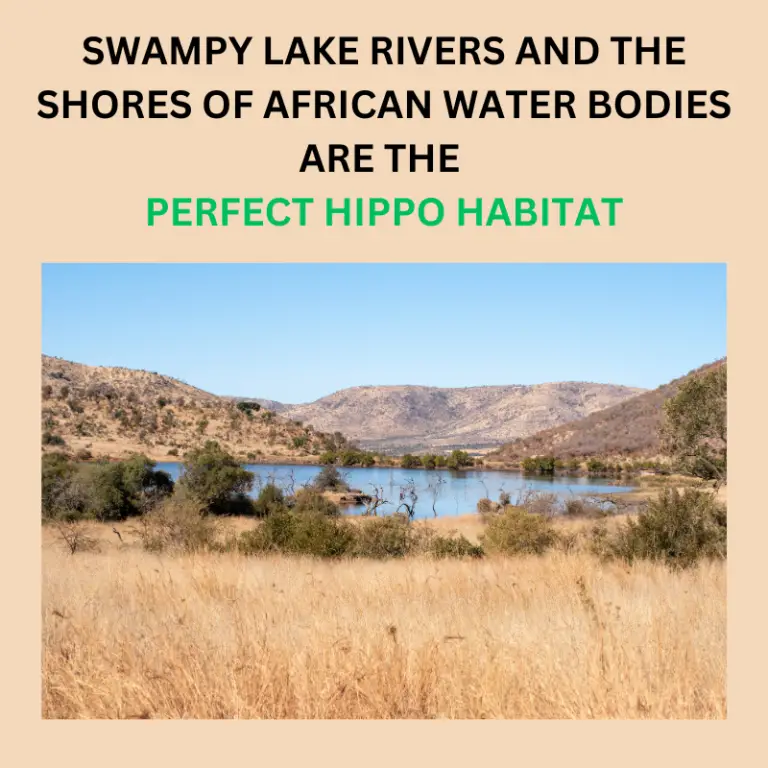 Hippopotamus Vs Polar Bear (Strength, Weight, Size Comparisons ...