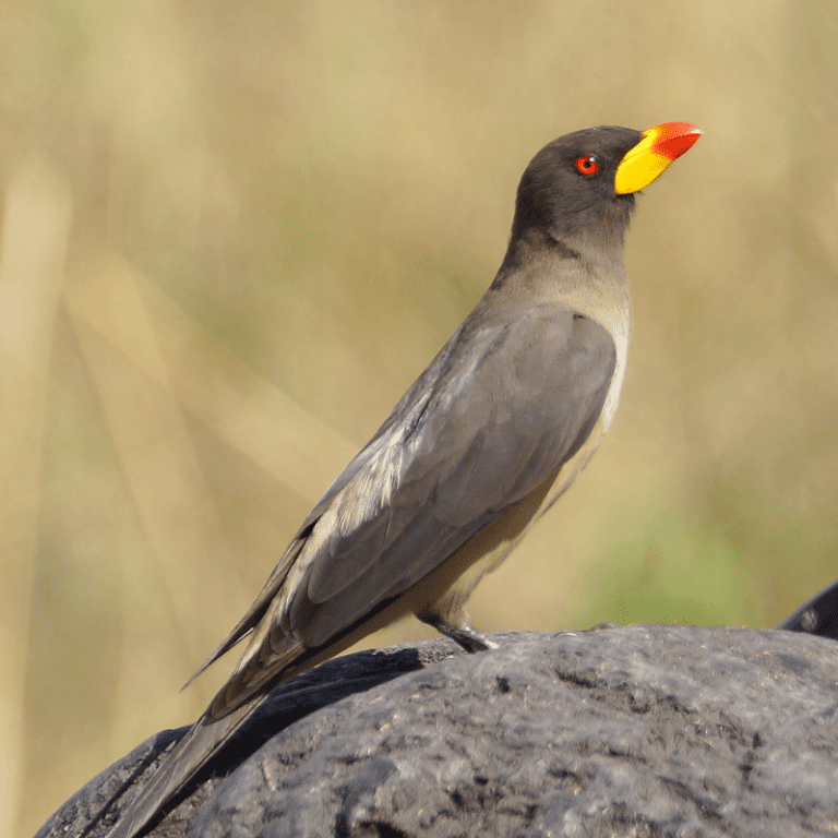Why Do Birds Sit On Hippos? A Win-Win Situation For Both - Animal Ways