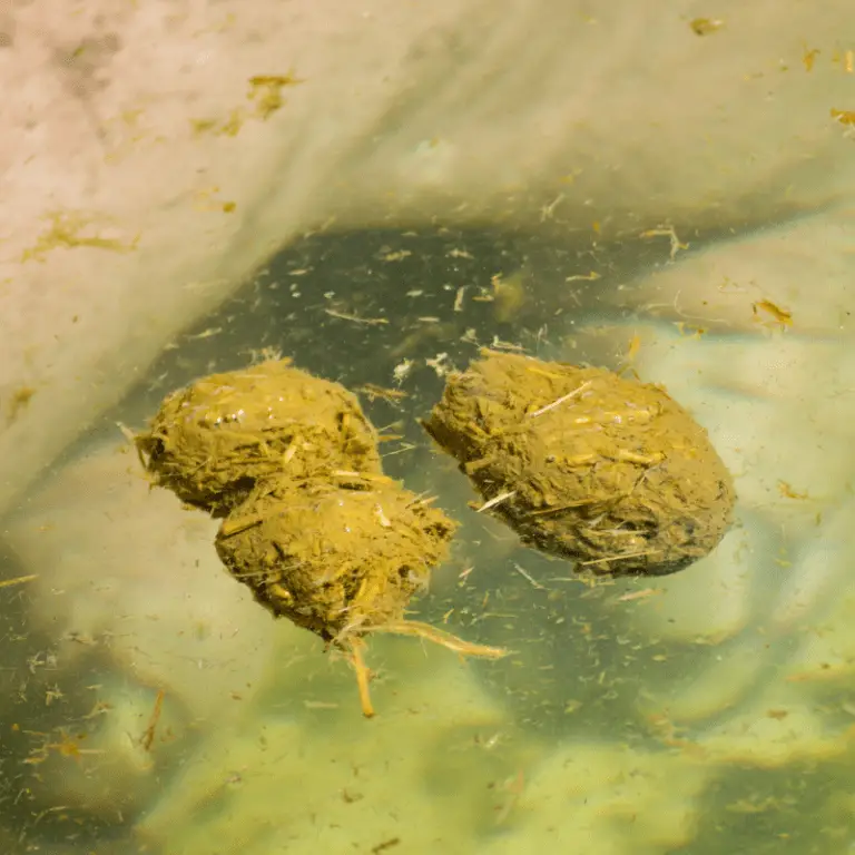 Why Do Hippos Spray Poop? Impressive Social Behaviour! - Animal Ways