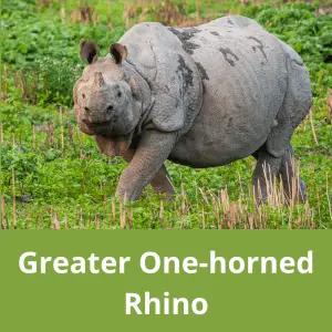 What Are The Five Different Species of Rhinos? (Location, Habitat And ...