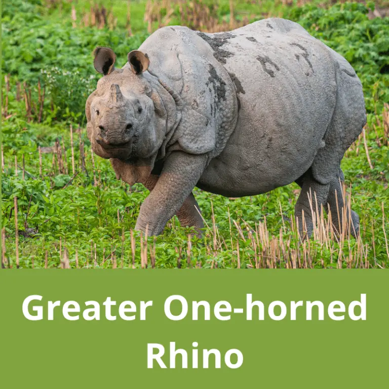 What Are The Five Different Species of Rhinos? (Location, Habitat And ...