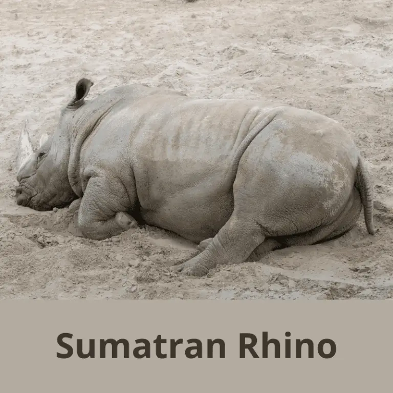What Are The Five Different Species of Rhinos? (Location, Habitat And ...