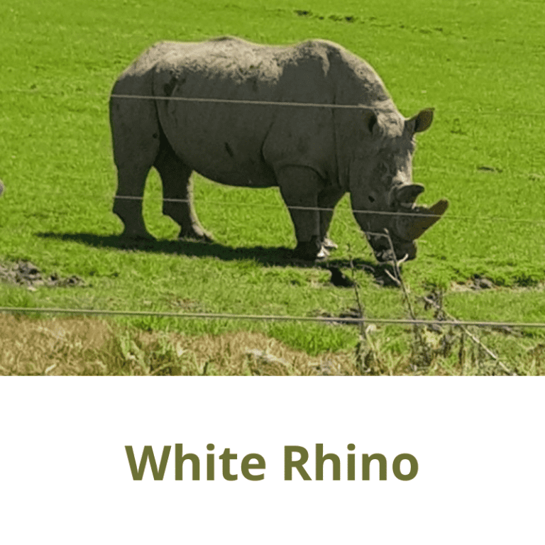 What Are The Five Different Species of Rhinos? (Location, Habitat And ...
