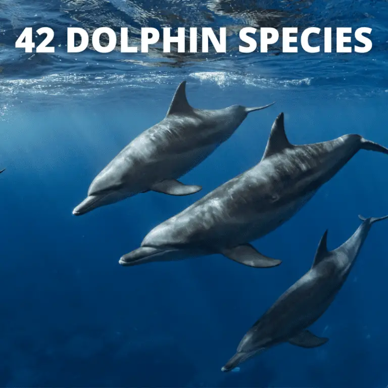 How Many Species Of Dolphins Are There? (7 Most Common) - Animal Ways