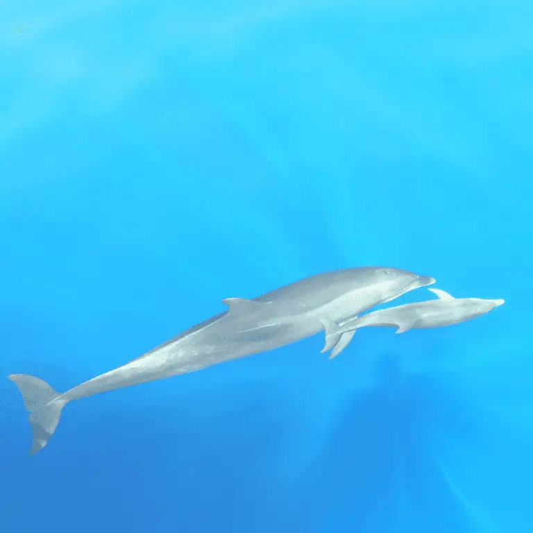 Do Dolphin Babies Drink Milk? How They Drink Milk And When Can They ...