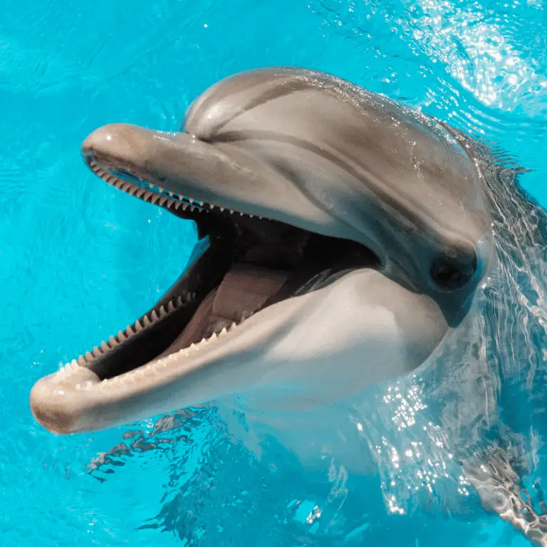 Do Dolphin Babies Drink Milk? How They Drink Milk And When Can They ...