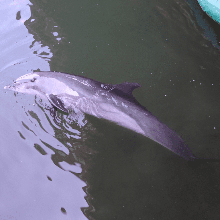 How Do Dolphins Sleep? (When, How Long & Sleeping Methods) - Animal Ways