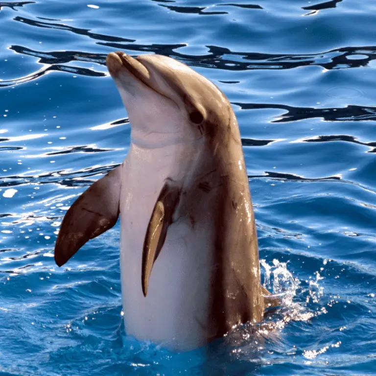Can You Milk Dolphins? How Baby Dolphins Feed - Animal Ways
