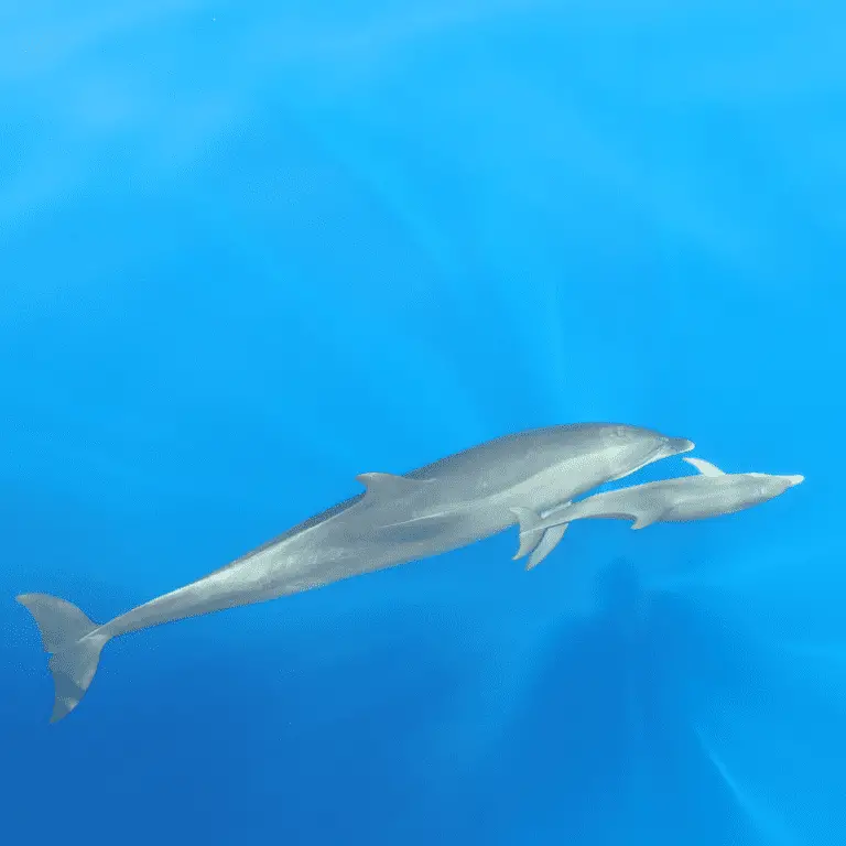 Do Dolphin Babies Drink Milk? How They Drink Milk And When Can They ...