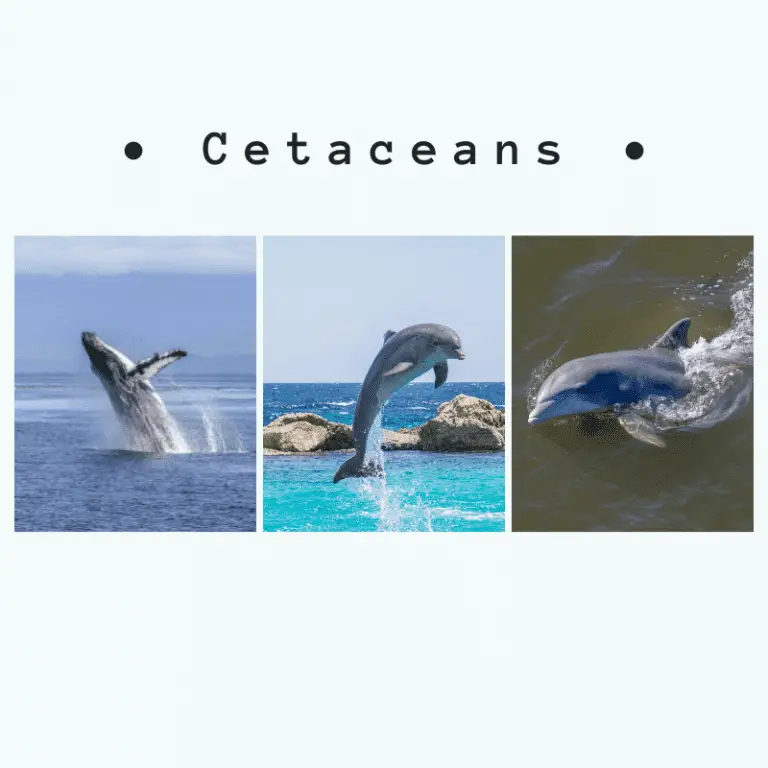 What Are Cetaceans? (Appearance, Location, Origin) - Animal Ways