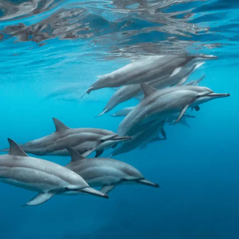 How Do Dolphins Communicate? (Complex Methods) - Animal Ways