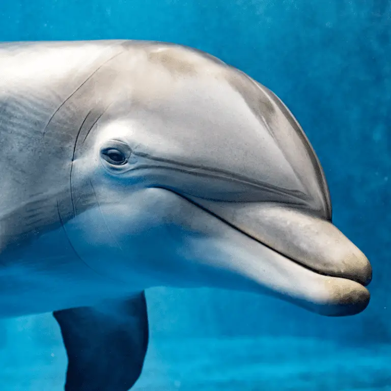 Do Dolphin Babies Drink Milk? How They Drink Milk And When Can They ...