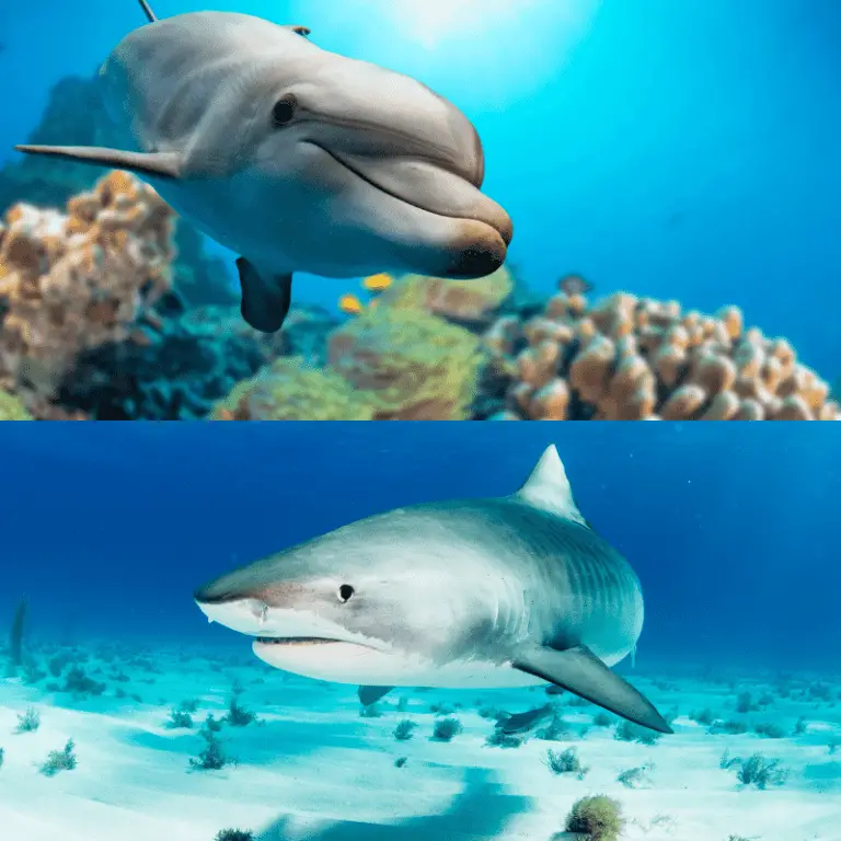 Who Is Faster, A Dolphin Or Shark? Physical Features Do Affect The ...
