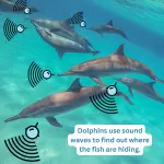 What Do Dolphins Eat? (List Of Their Tasty Foods) - Animal Ways