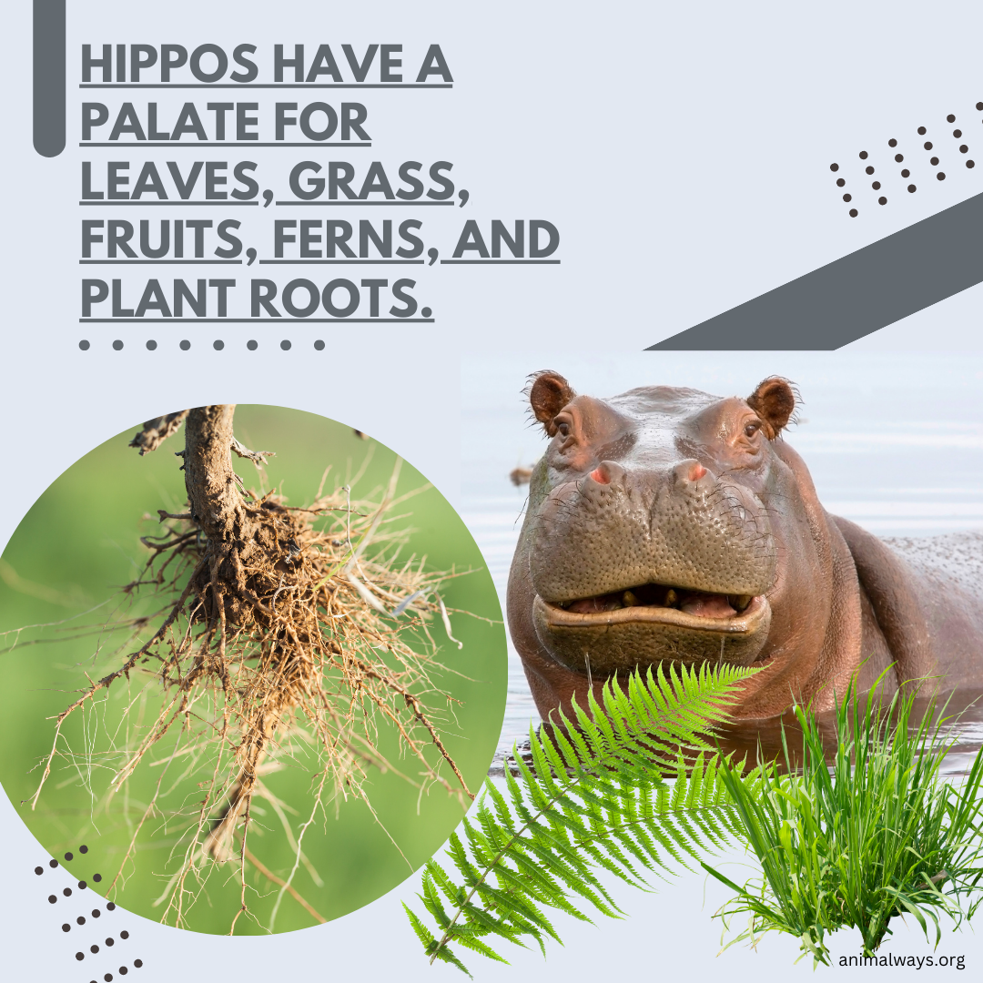 17 Cool Facts About Hippos That You Must Know! - Animal Ways