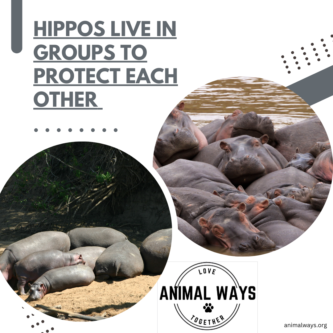 17 Cool Facts About Hippos That You Must Know! - Animal Ways