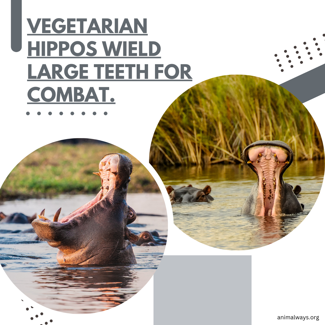 17 Cool Facts About Hippos That You Must Know! - Animal Ways