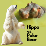 Hippopotamus Vs Polar Bear (Strength, Weight, Size Comparisons ...