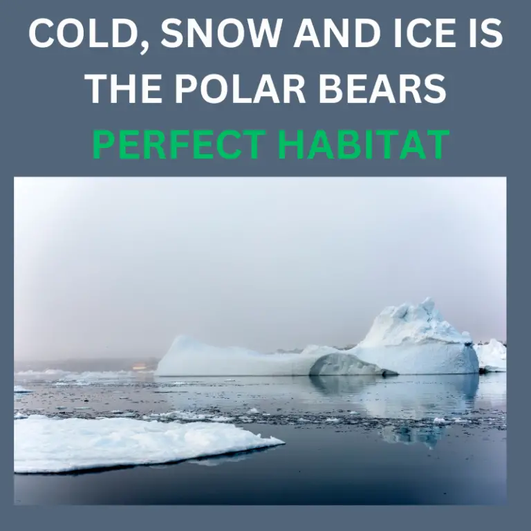 Hippopotamus Vs Polar Bear (Strength, Weight, Size Comparisons ...