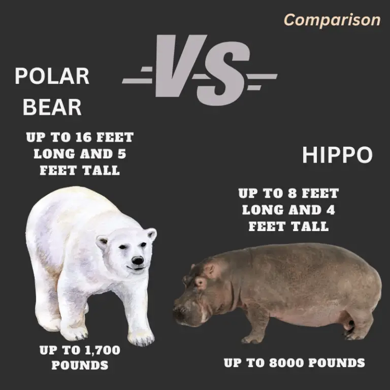 Hippopotamus Vs Polar Bear (Strength, Weight, Size Comparisons ...
